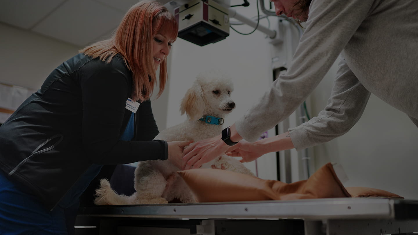 Vca Allen Park Animal Hospital