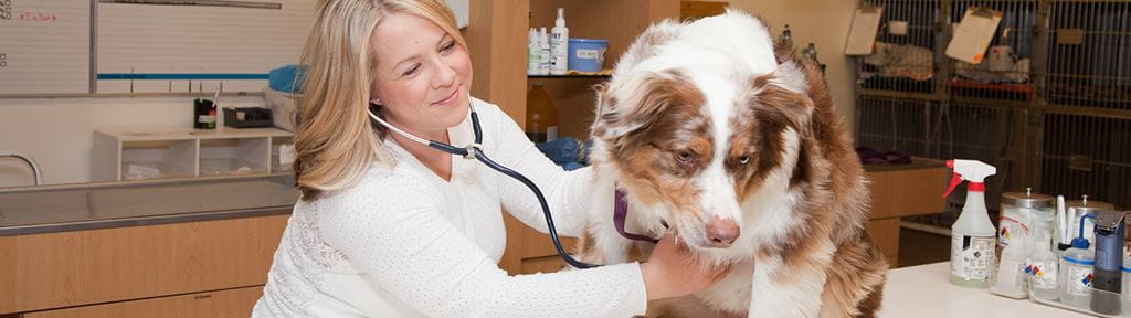 Our Services in Bakersfield, CA | VCA Bakersfield Animal Hospital