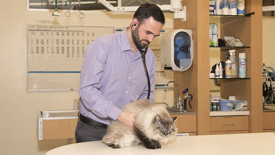 Our Services in Bakersfield, CA | VCA Bakersfield Animal Hospital