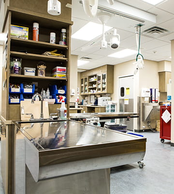 Veterinarians in Toms River, NJ | Bayview Animal Hospital