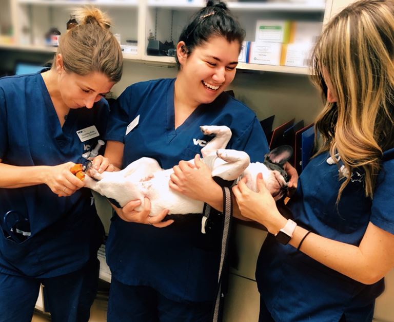 VCA Becker Animal Hospital | Staff Page