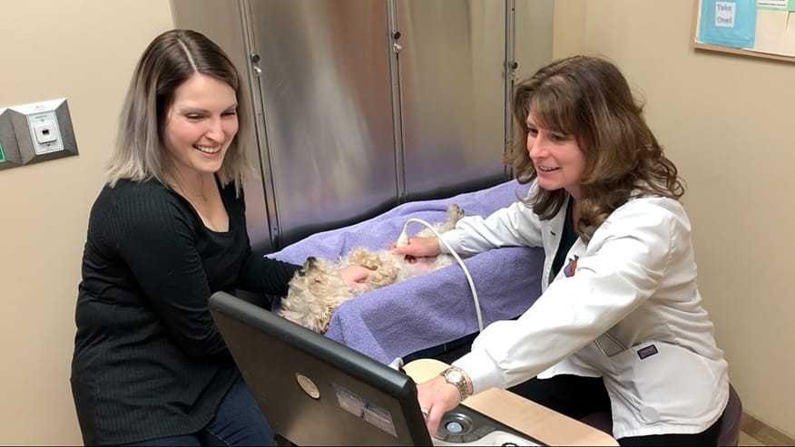 Our Services in Pasadena, MD | VCA Calvert Veterinary Center