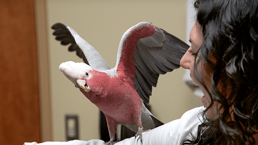 Our Services in Pasadena, MD | VCA Calvert Veterinary Center