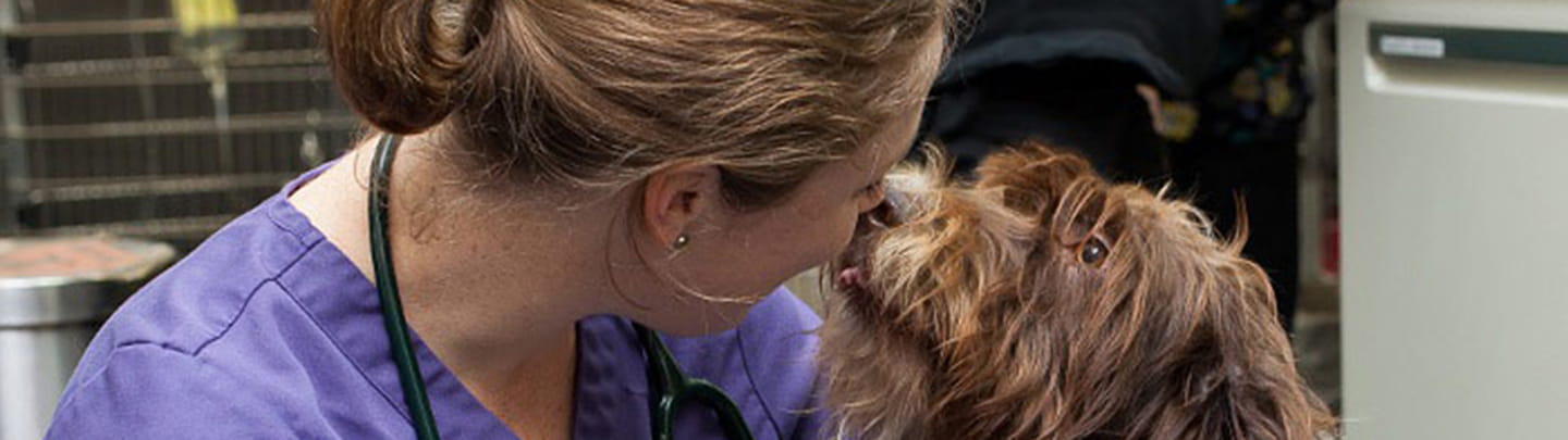 Primary Care in Ithaca, NY | VCA Colonial Animal Hospital - Primary