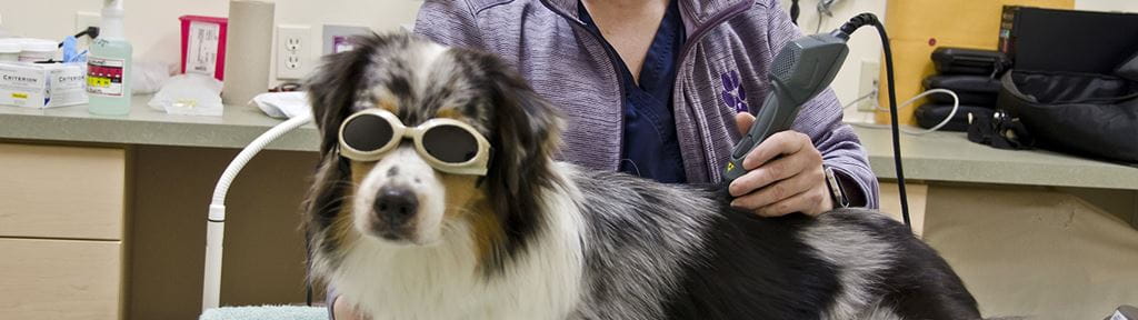 Advanced Care in Ithaca, NY | VCA Colonial Animal Hospital - Primary