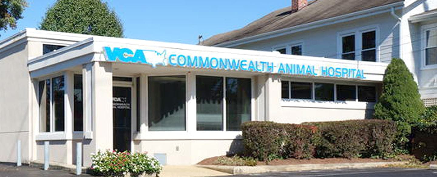 Veterinarians in Fairfax, VA | VCA Commonwealth Animal Hospital