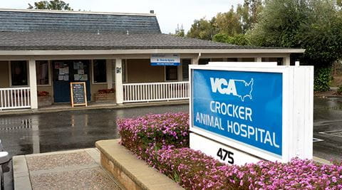 Veterinarians in San Jose, CA | VCA Crocker Animal Hospital