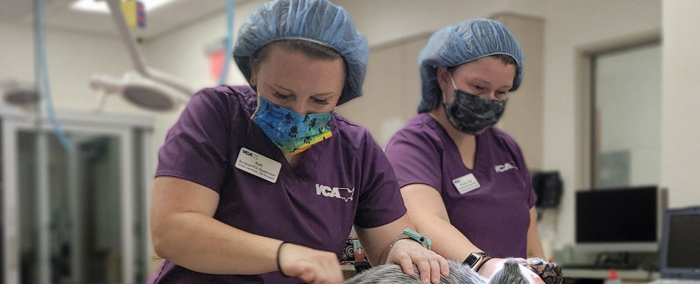 Veterinarians in Dover, DE | VCA Dover Animal Hospital