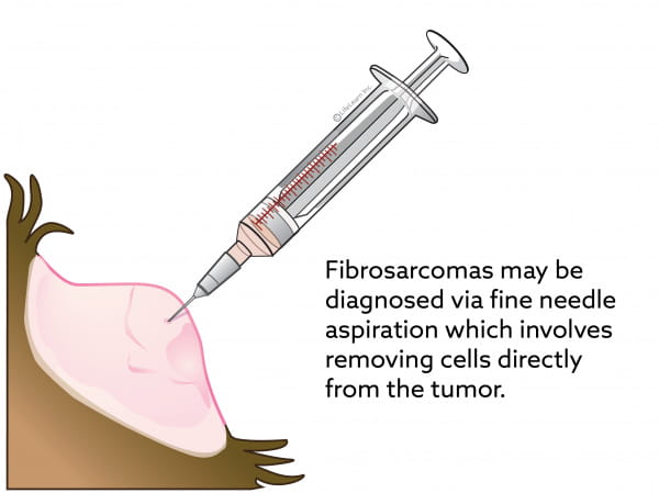 Fibrosarcomas in Dogs | VCA Animal Hospital
