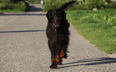 Fibrosarcomas in Dogs | VCA Animal Hospital