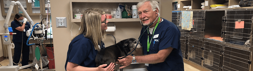 Our Services in Kingwood, TX | VCA Kingwood Animal Hospital