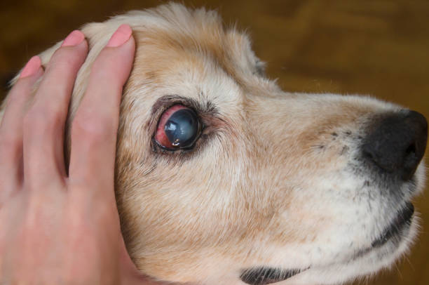 How Is Cyanosis Treated In Dogs