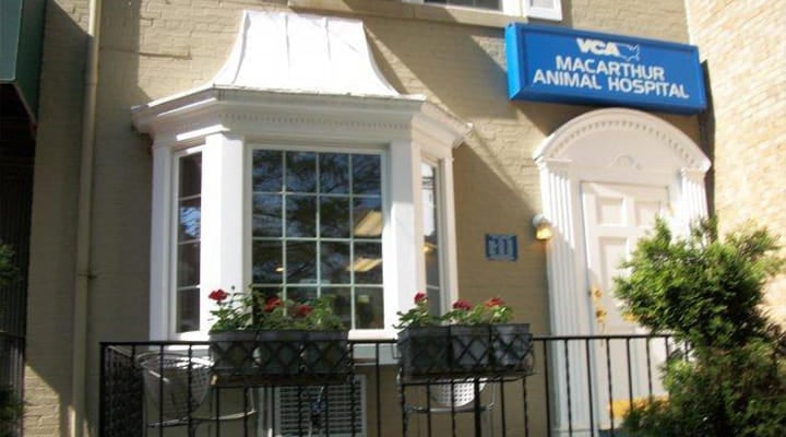 Veterinarians in Washington, DC | VCA MacArthur Animal Hospital