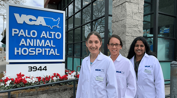 Veterinarians in Palo Alto, CA | VCA Palo Alto Animal Hospital