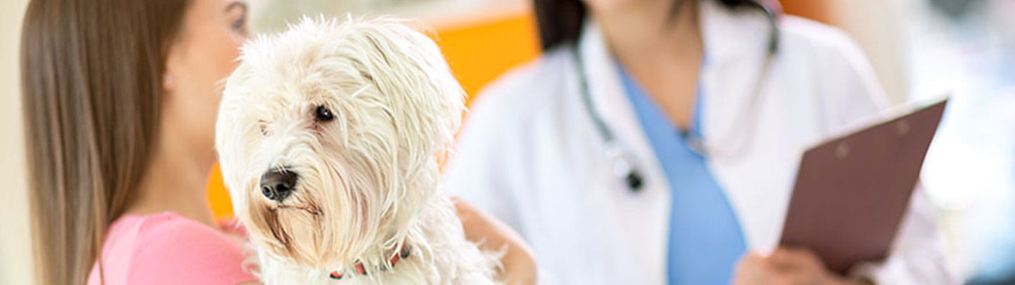 Pet Counseling in Columbus, OH | VCA Sawmill Animal Hospital