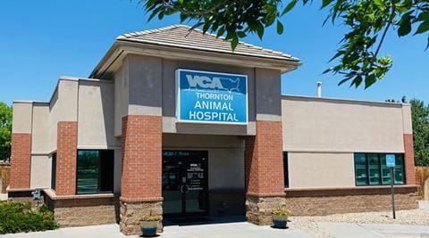 Veterinarians in Thornton, CO | VCA Thornton Animal Hospital