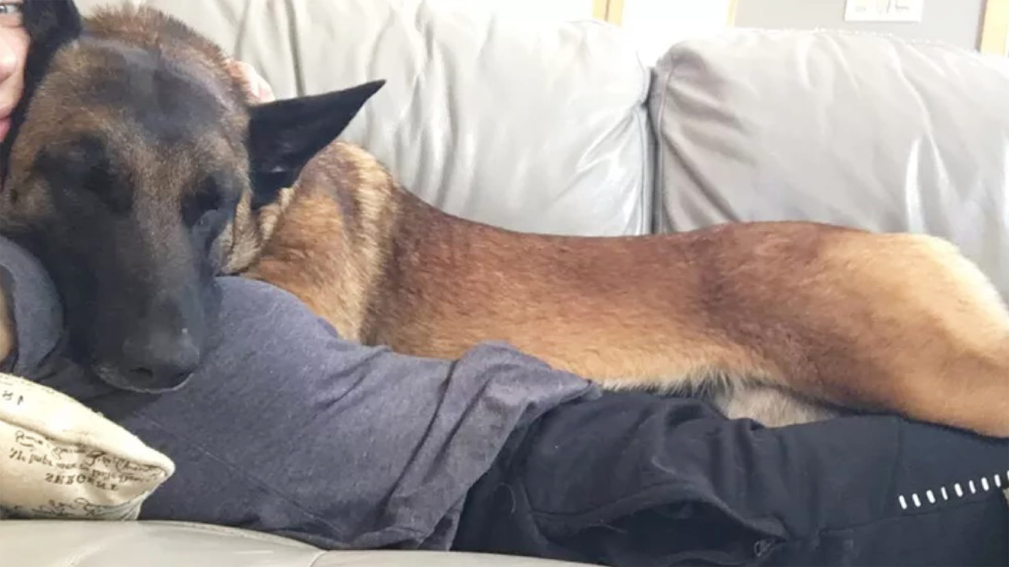 belgian malinois attacks child