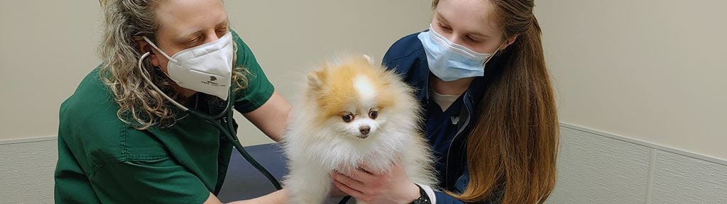 Our Services in West Hartford, CT | VCA Veterinary Specialists of CT ...