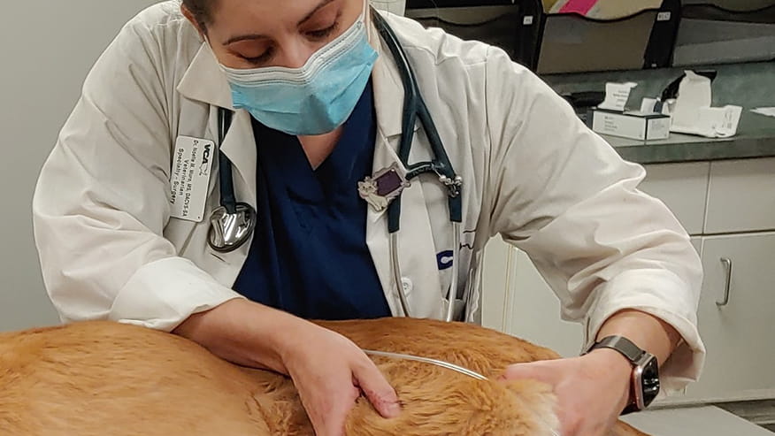 Our Services in West Hartford, CT | VCA Veterinary Specialists of CT ...